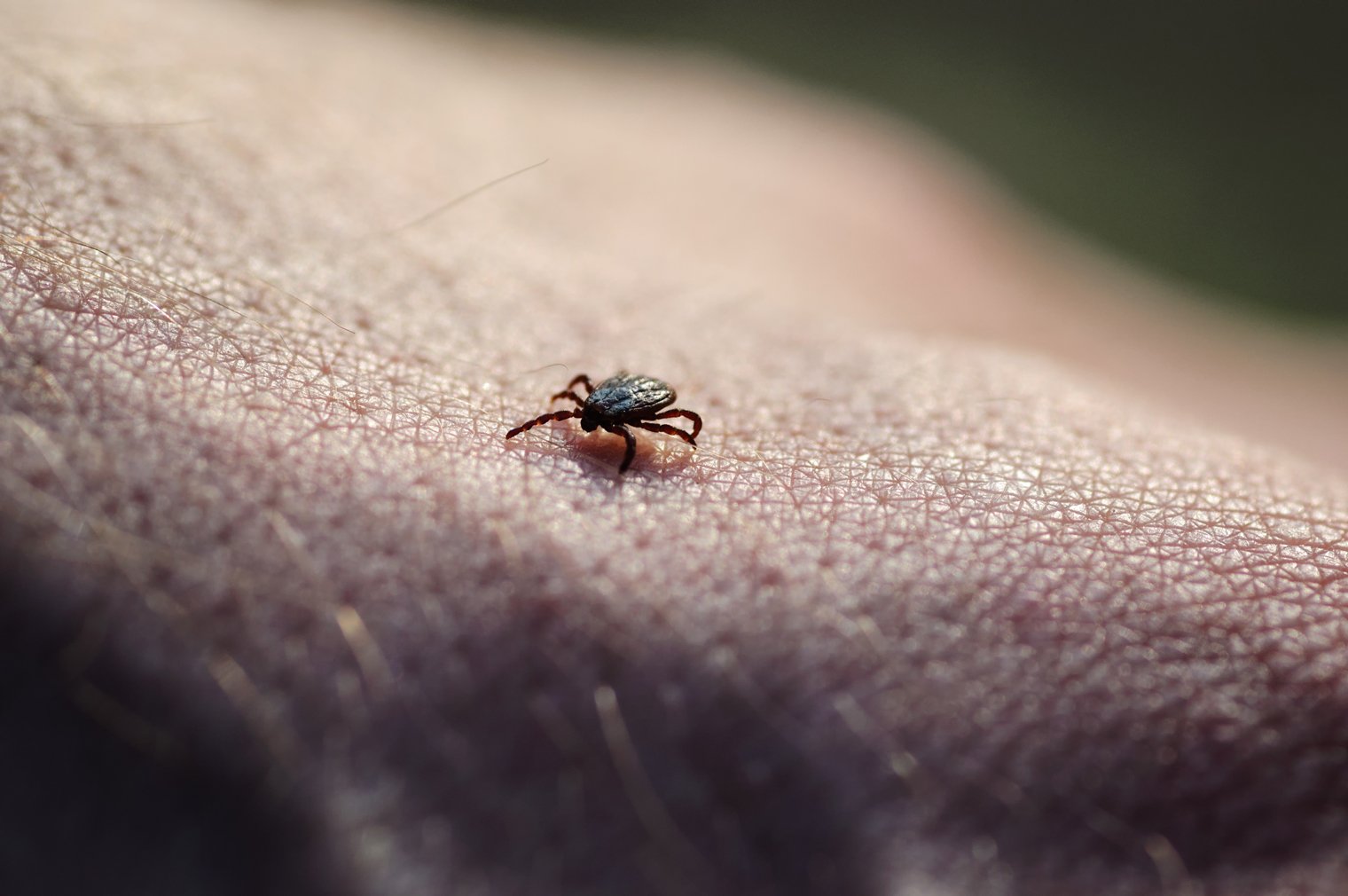 TicoVac filed with FDA for tick-borne encephalitis - Pfizer - Medical ...