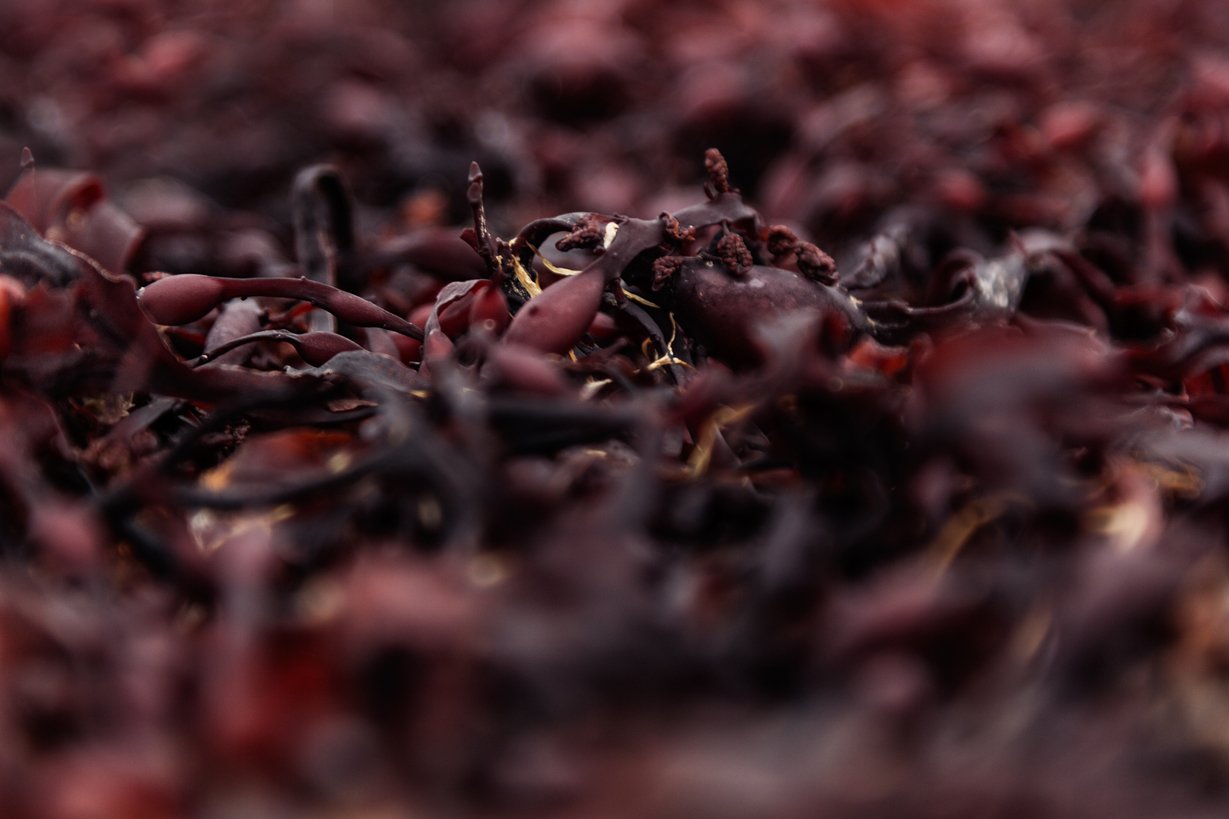 New health benefits of red seaweeds unveiled - Medical Update Online