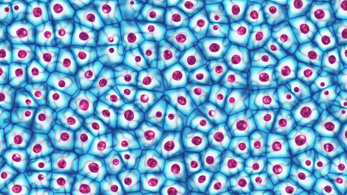 Embryonic cells sense stiffness in order to form the face - Medical ...