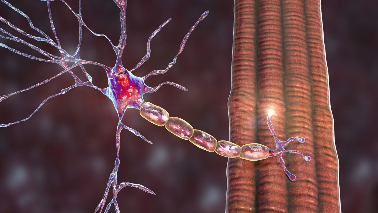 Breakthrough in understanding motor neuron disease - Medical Update Online