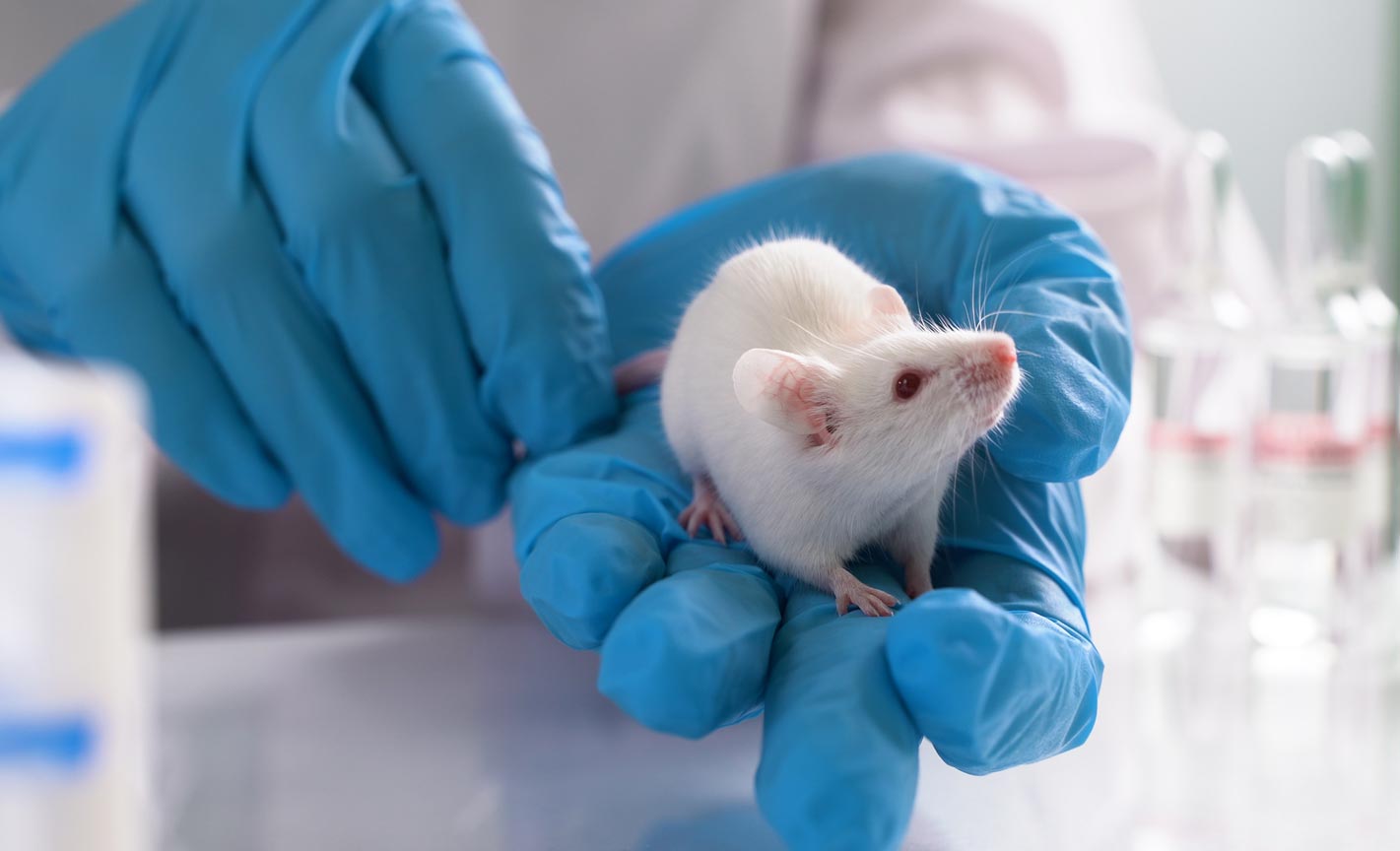 85% of Americans want animal experiments phased out, new survey shows ...
