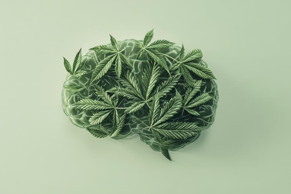 Largest study ever done on cannabis and brain function finds impact on ...