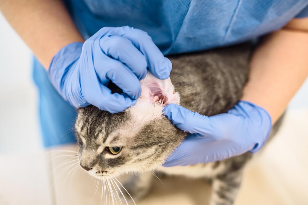 Topical gel relieved ear infections in animals after just one dose ...