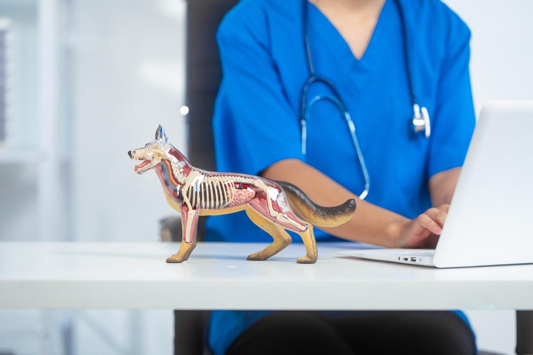 New reporting guidelines improve transparency in veterinary pathology ...